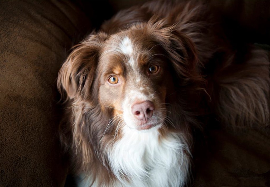 Dog | Pivot Payables